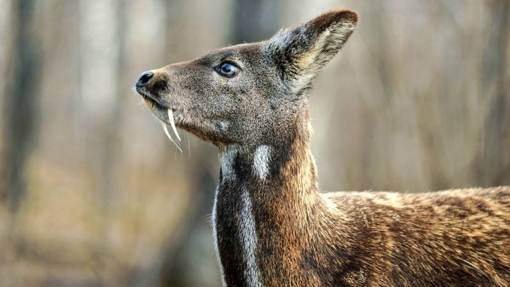 Note animalice de mosc